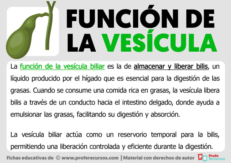 Función de la Vesícula