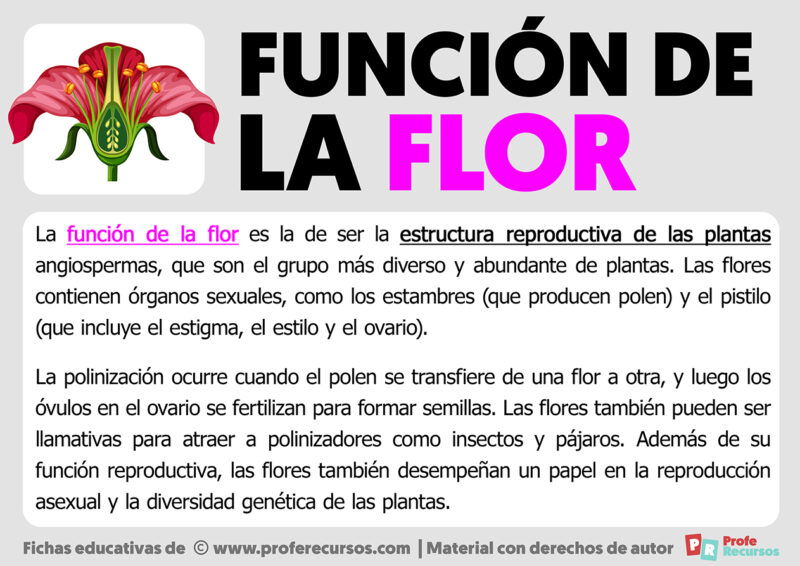 Función de la Flor