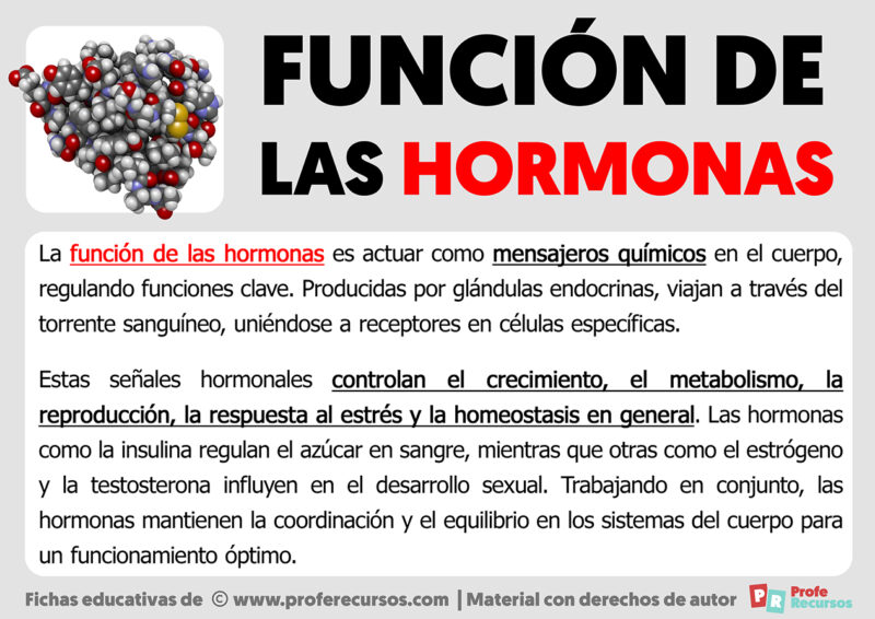 Función de las Hormonas
