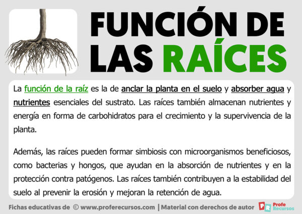 Función de las Raíces