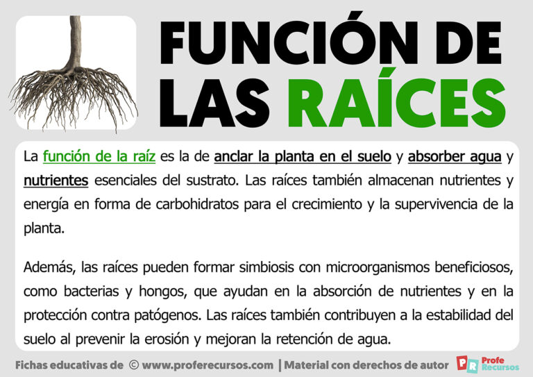 Función de las Raíces