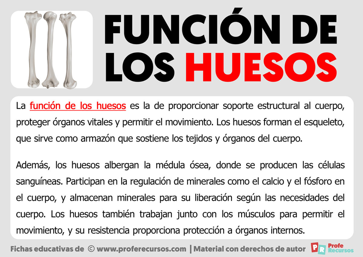 Función De Los Huesos