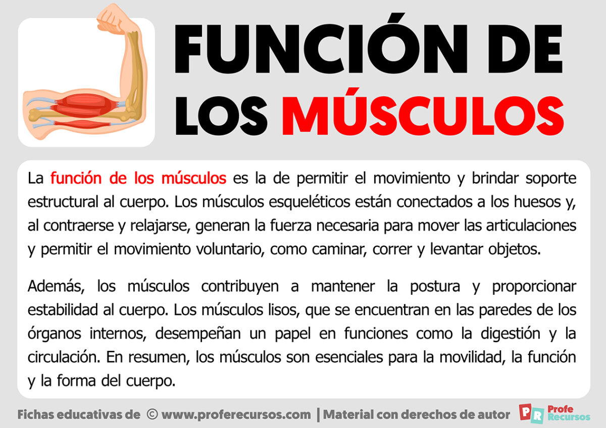 Función de los Músculos