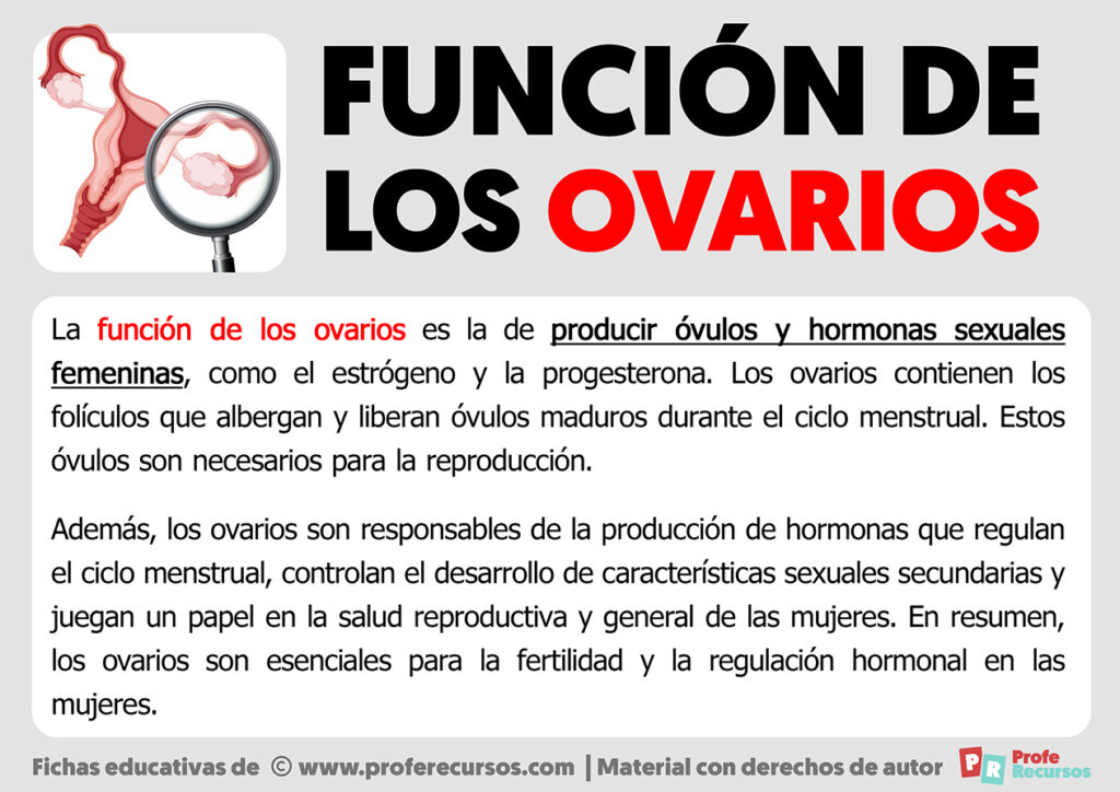 Función de los Ovarios