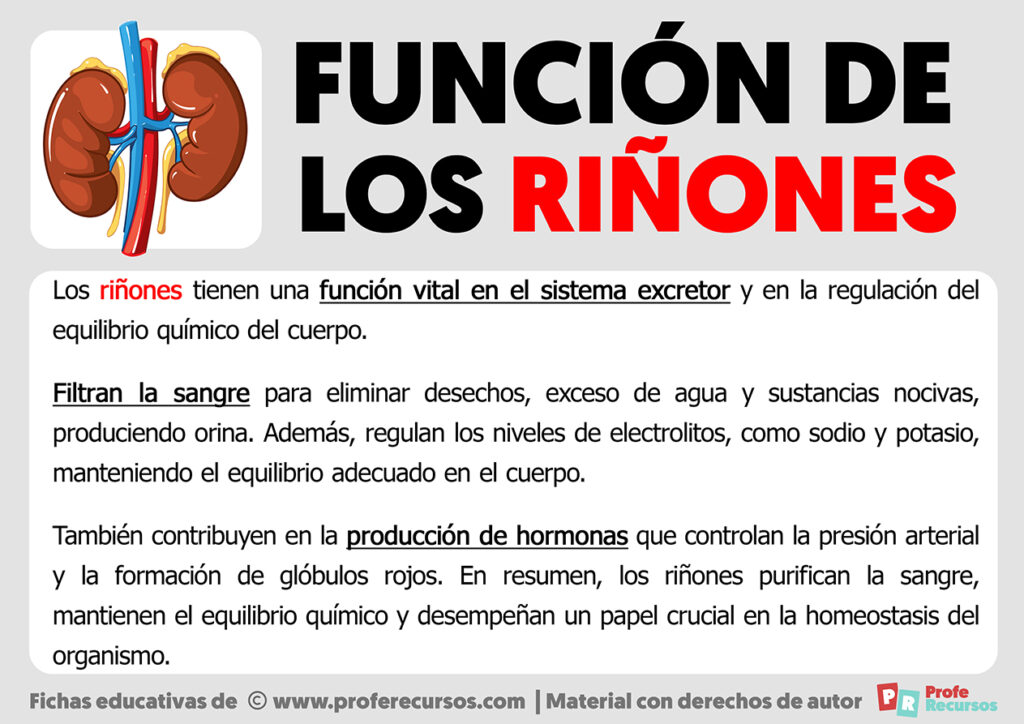 Función de los Riñones