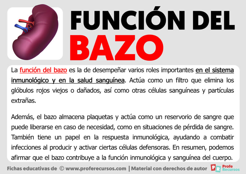 Función del Bazo
