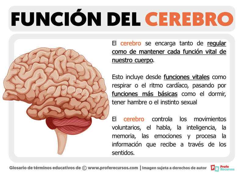 Función del Cerebro