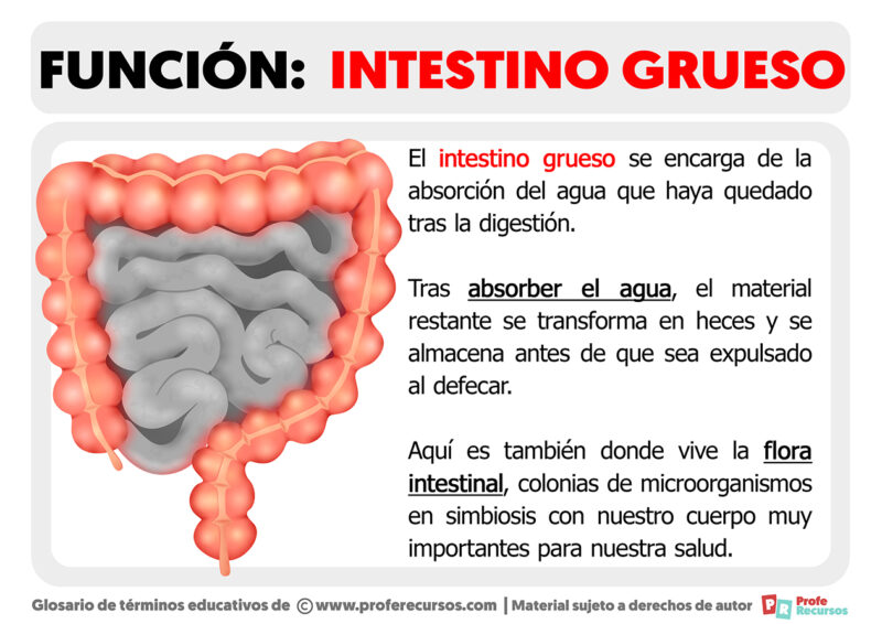 Función del intestino grueso Función del intestino grueso