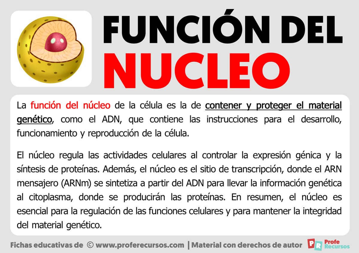 Función del Núcleo de la Célula Función del Núcleo de la Célula