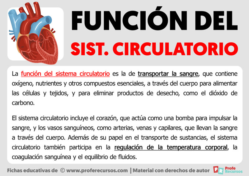 Función del Sistema Circulatorio