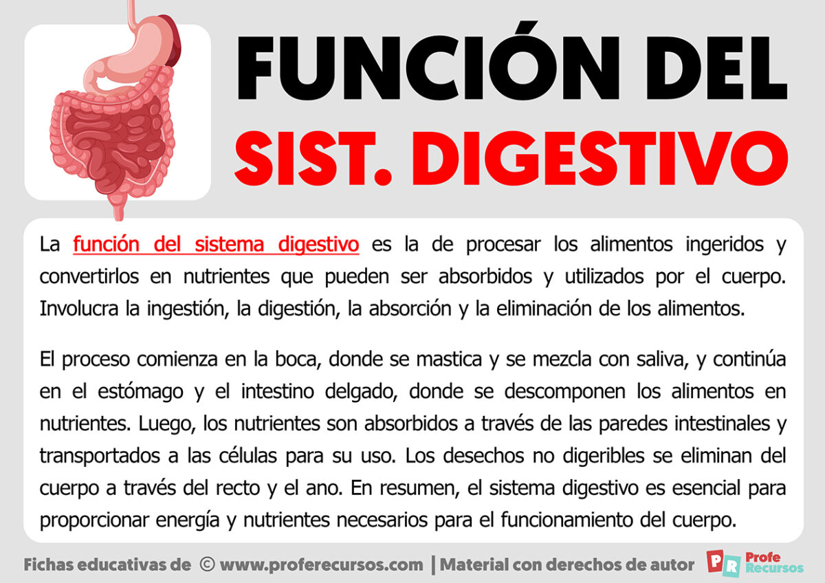 Función del Sistema Digestivo