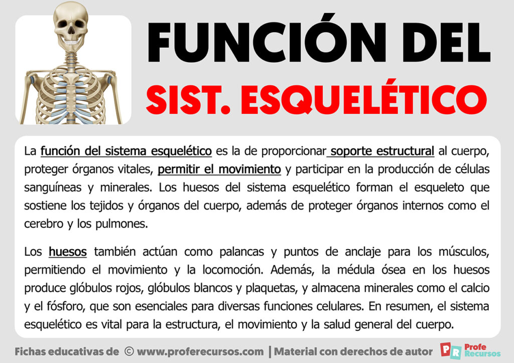 Función del Sistema Esquelético