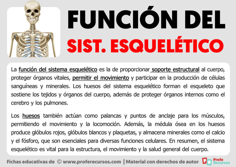 Función del Sistema Esquelético