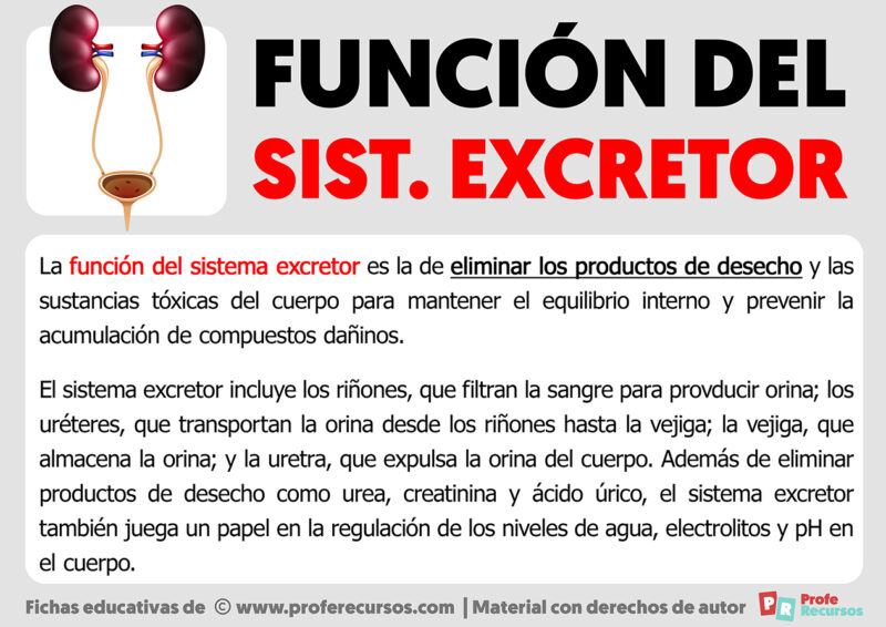 Función del Sistema Excretor