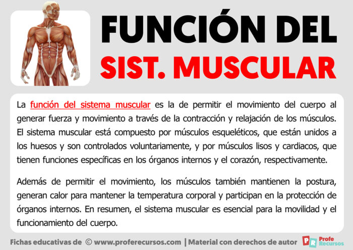 Función del Sistema Muscular