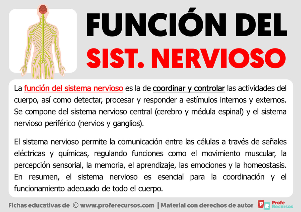 Función del Sistema Nervioso Función del Sistema Nervioso