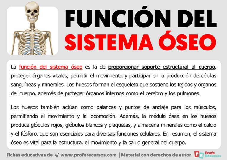 Función del Sistema Óseo Función del Sistema Óseo