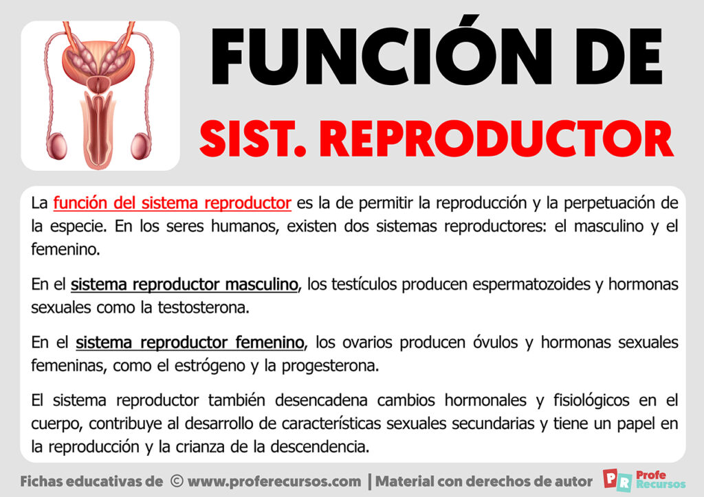 Función del Sistema Reproductor