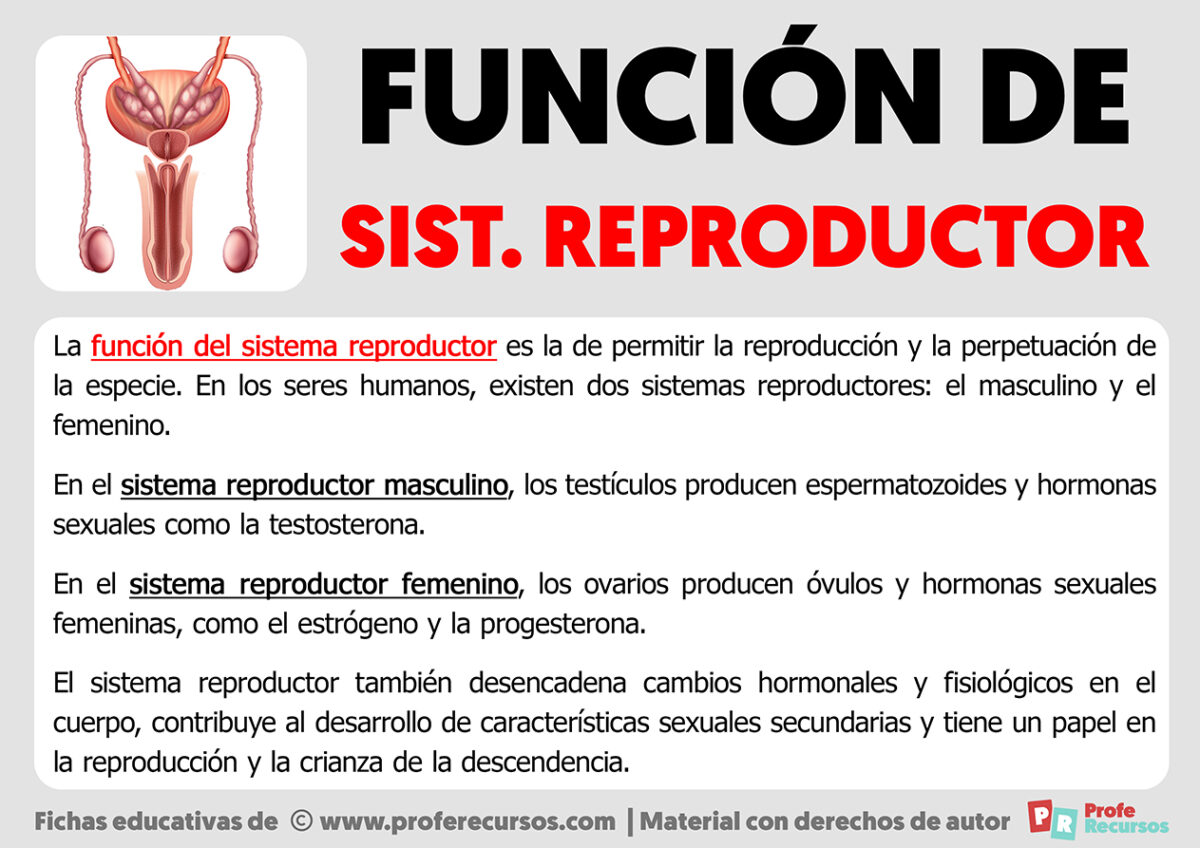 Función del Sistema Reproductor