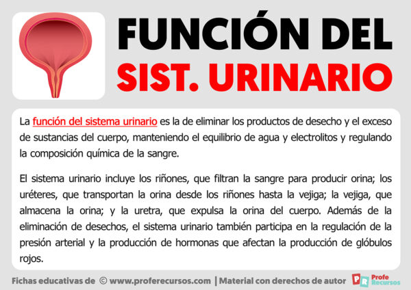Función del Sistema Urinario