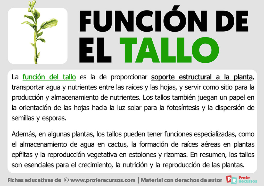 Función del Tallo