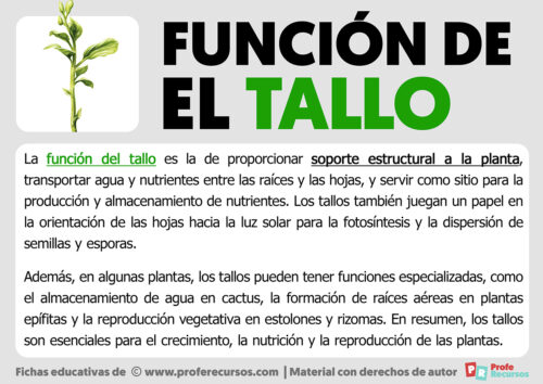 Función del Tallo