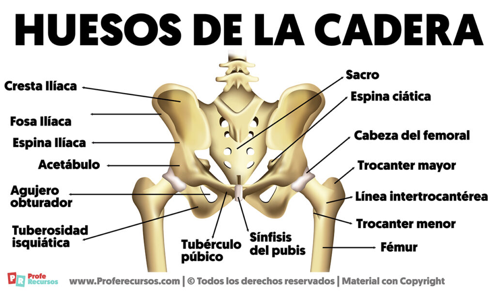 Los Huesos de la Cadera | Explicados uno a uno Los Huesos de la Cadera | Explicados uno a uno