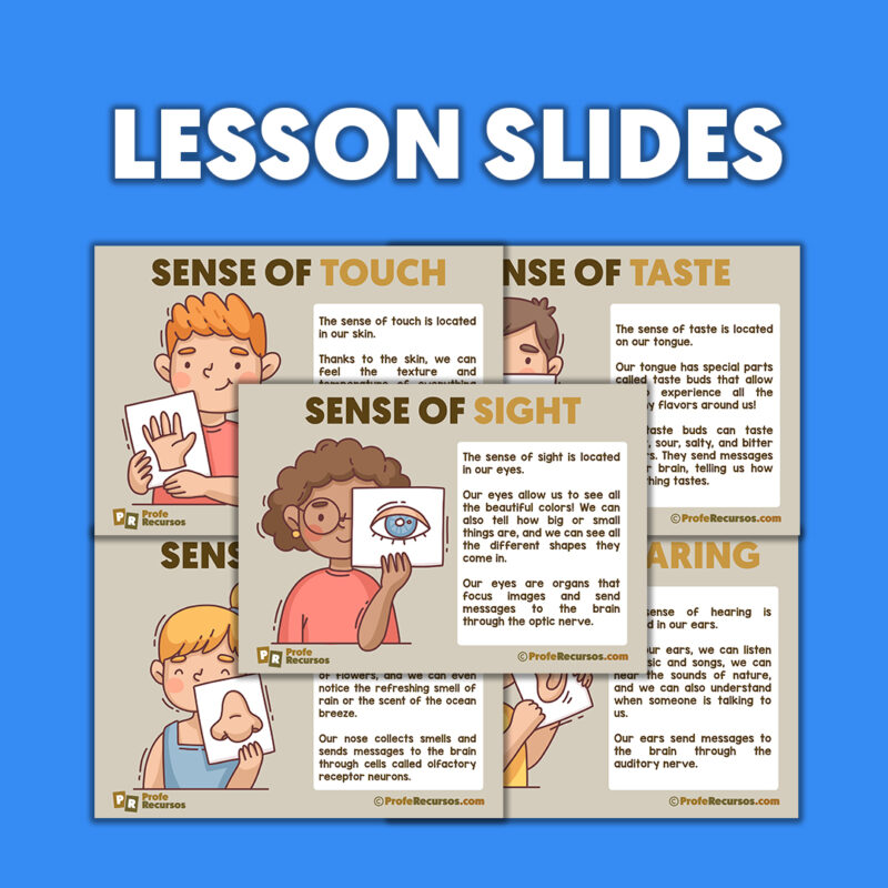 Five Senses Activity Bundle | Natural Science