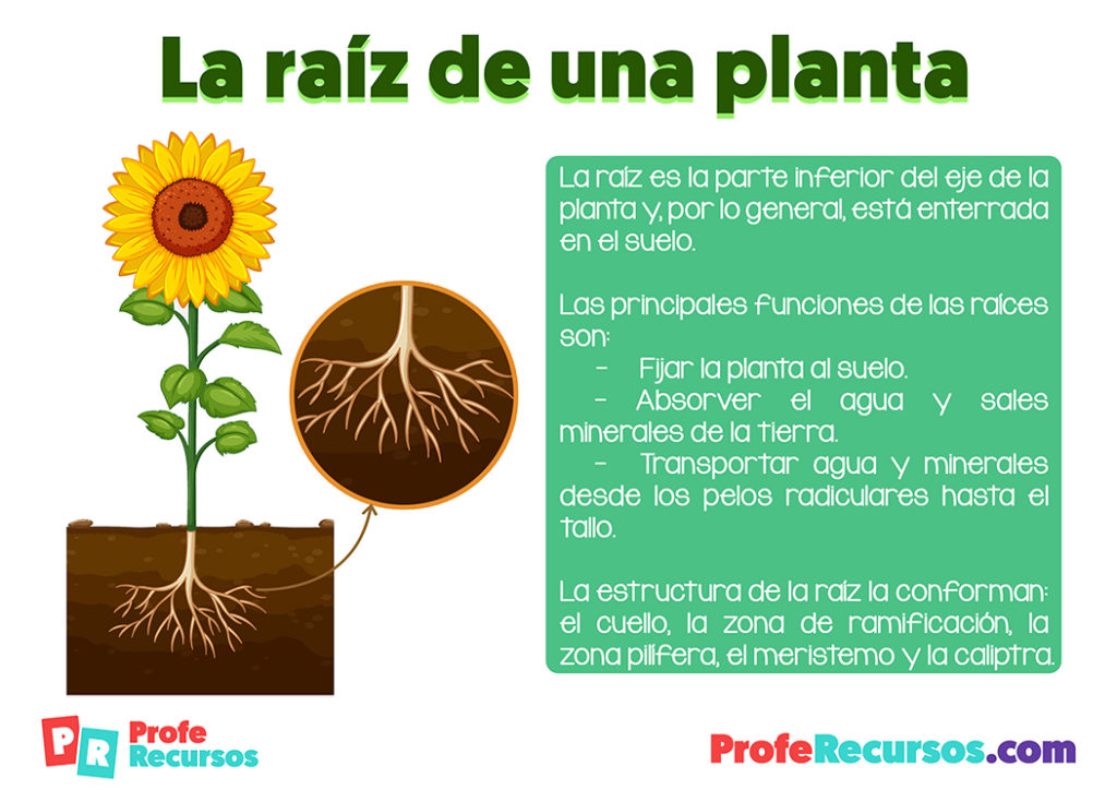 Las partes de la planta | Ciencias Naturales | Educación Primaria