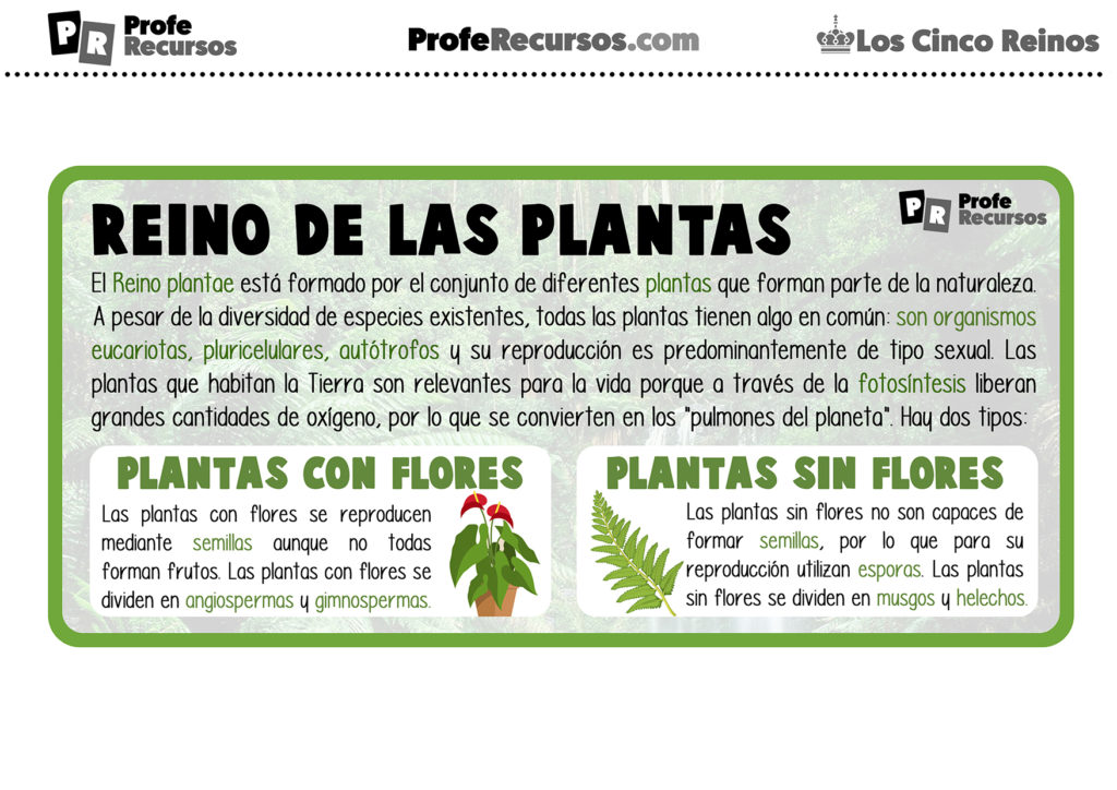 Los Cinco Reinos de los Seres Vivos para Niños | Clasificación