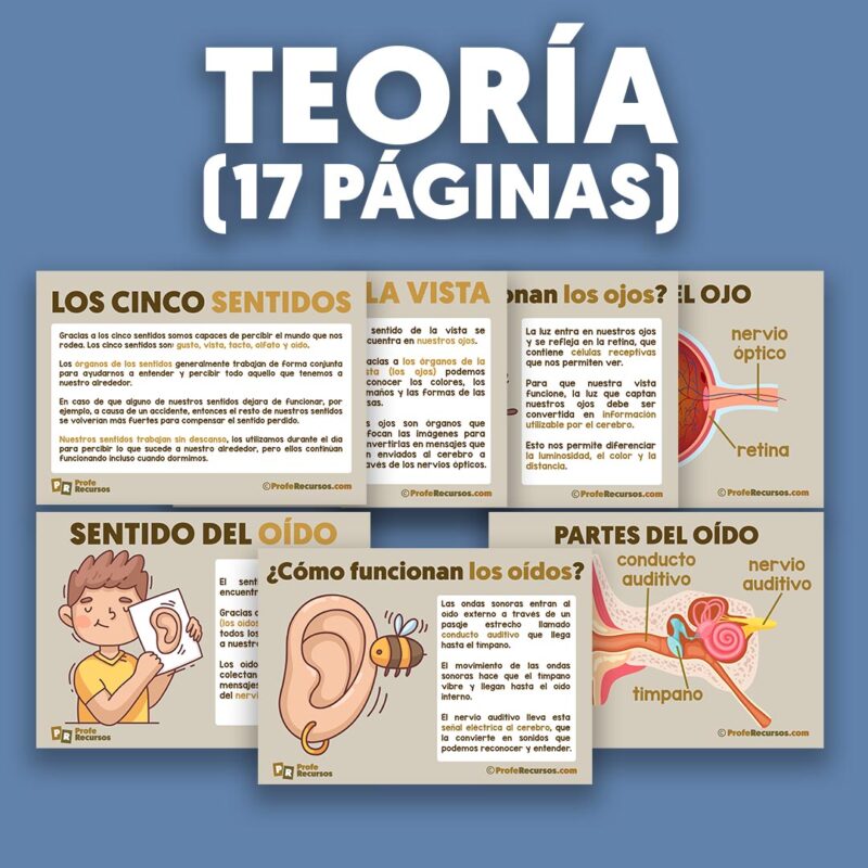 Pack de Actividades Los Cinco Sentidos | Ciencias Naturales