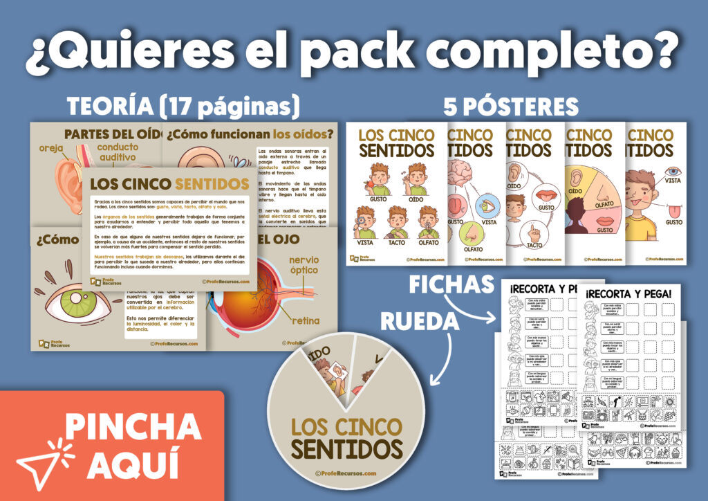 Los 5 Sentidos para Niños (Teoría + Actividades)
