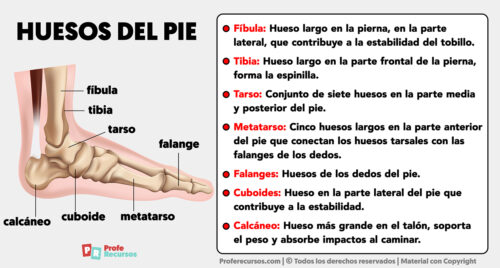 Los Huesos del Pie | Nombres + Explicación