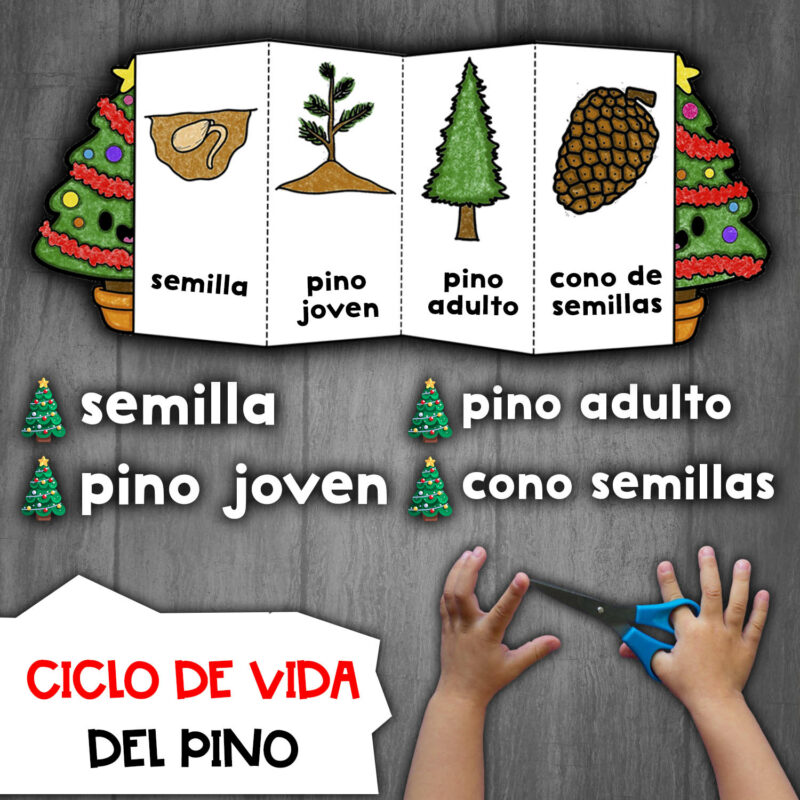Manualidad Ciclo de Vida del Arbol de Navidad