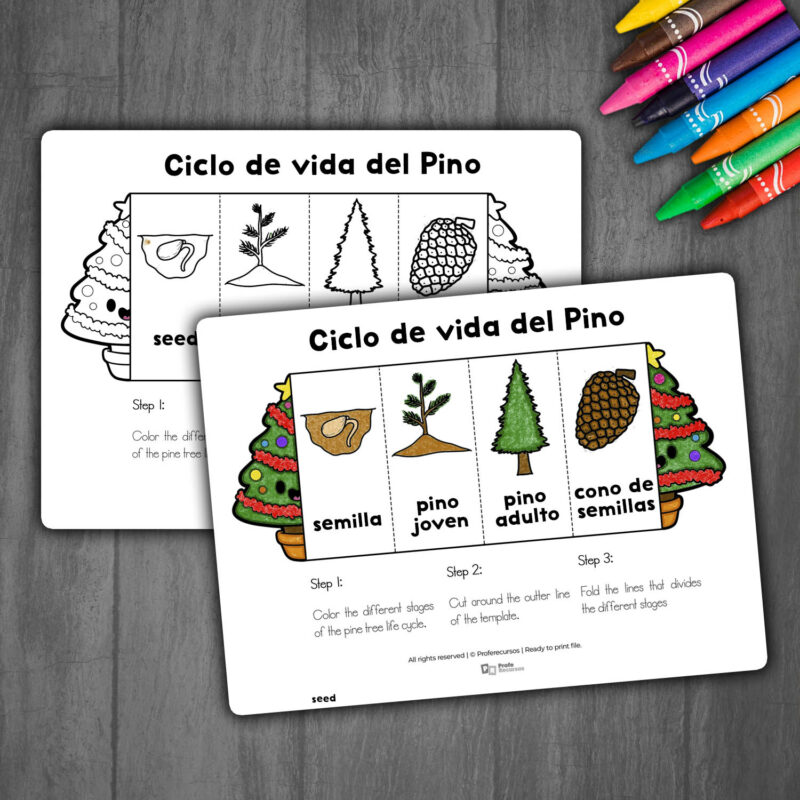 Manualidad Ciclo de Vida del Arbol de Navidad