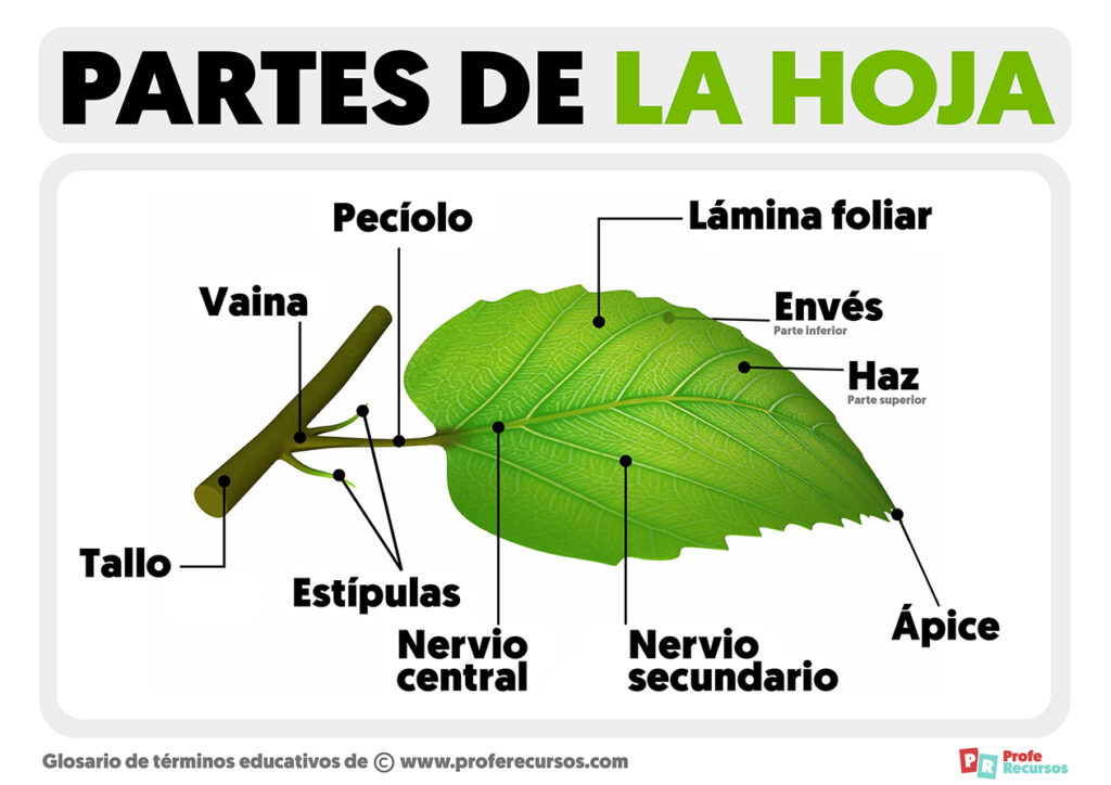 Partes de una Hoja Partes de una Hoja