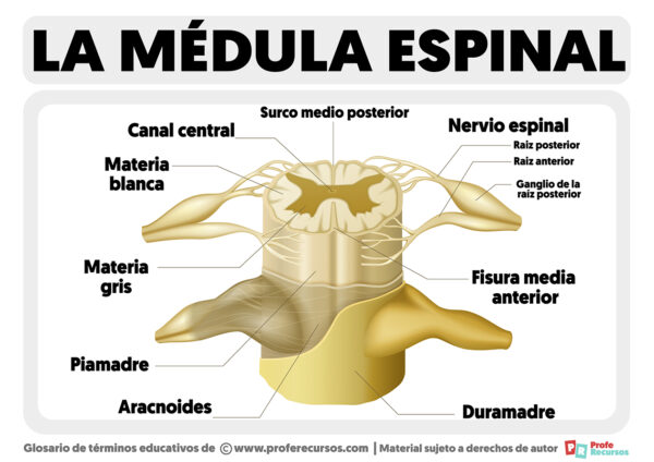 Partes de la Médula Espinal Partes de la Médula Espinal