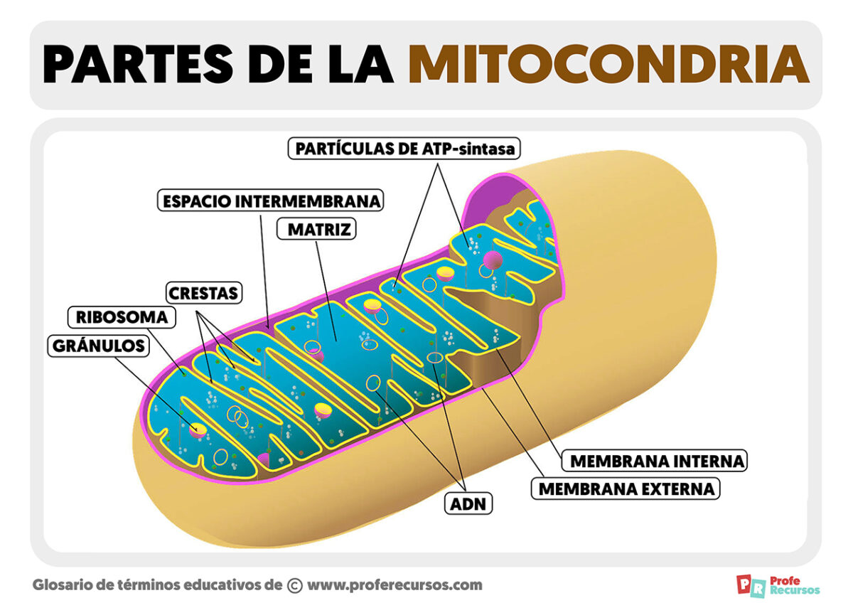 Partes de la Mitocondria | Estructura