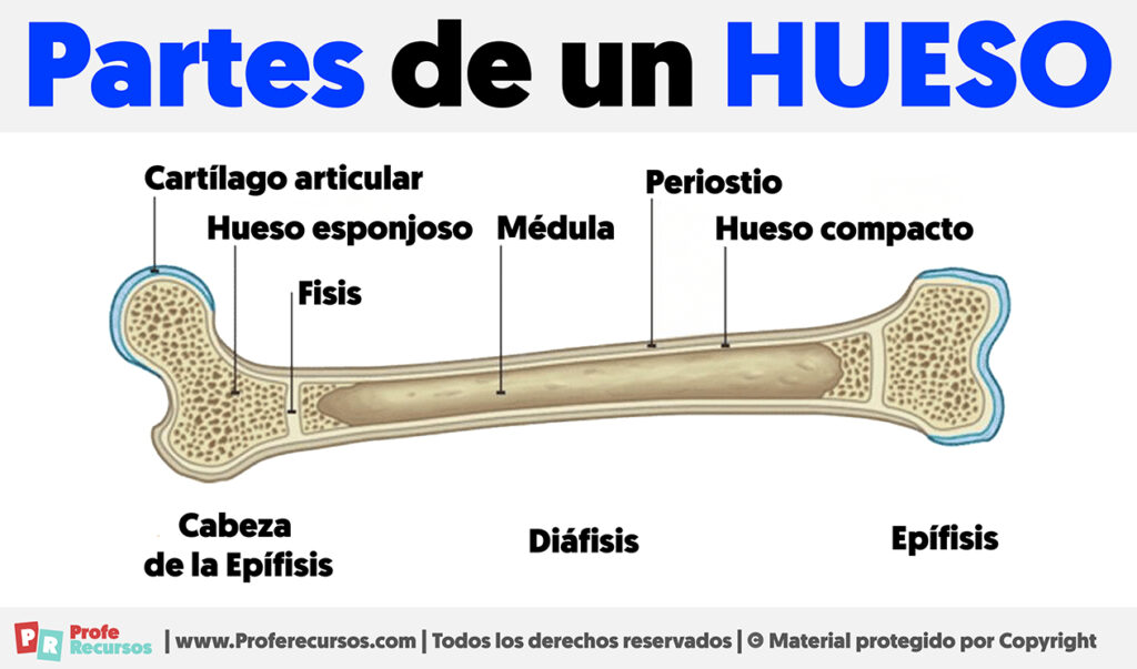 Partes de un Hueso Partes de un Hueso
