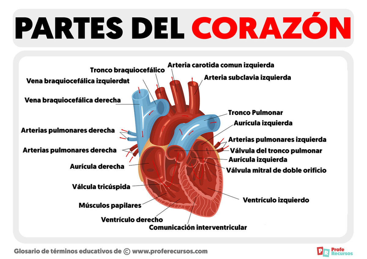 Partes del Corazón