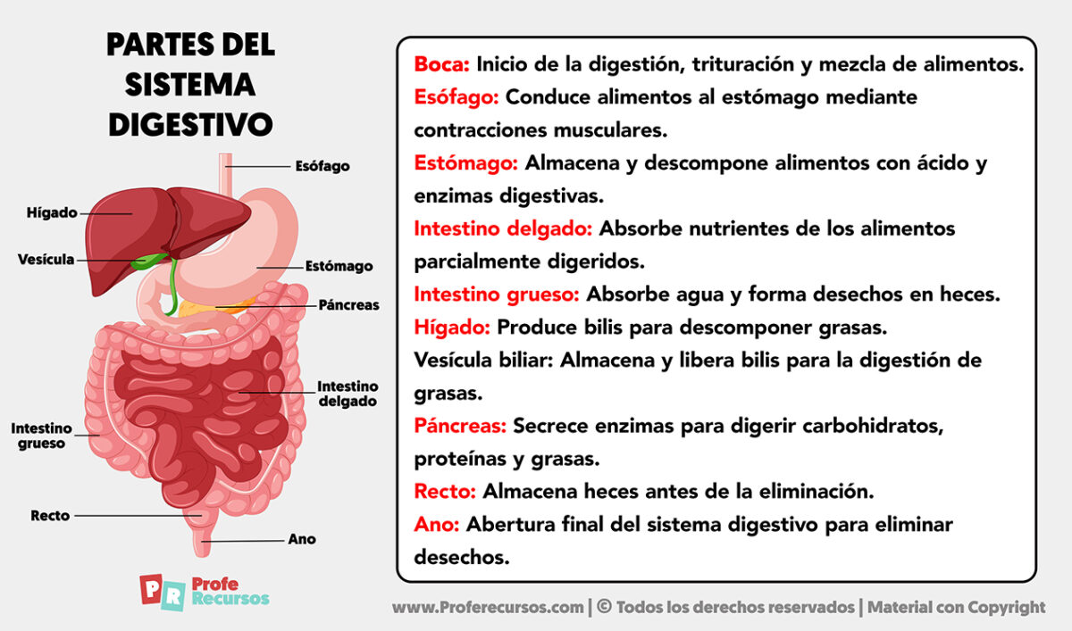 Partes del Sistema Digestivo | Órganos y sus Funciones