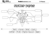 Parts of a flower activity