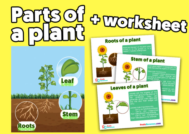 Parts of a plant for kids