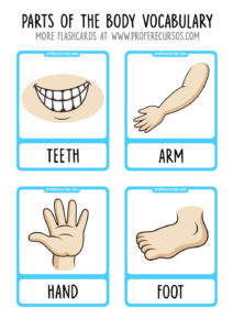 Body Parts Vocabulary (Flashcards)
