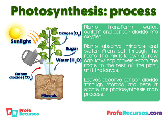 Photosynthesis | Natural Science | CLIL Primary Education