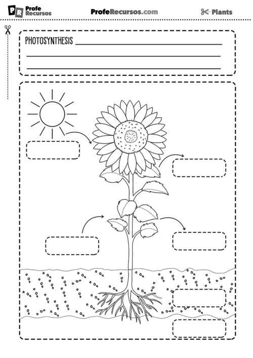 Photosynthesis | Natural Science | CLIL Primary Education