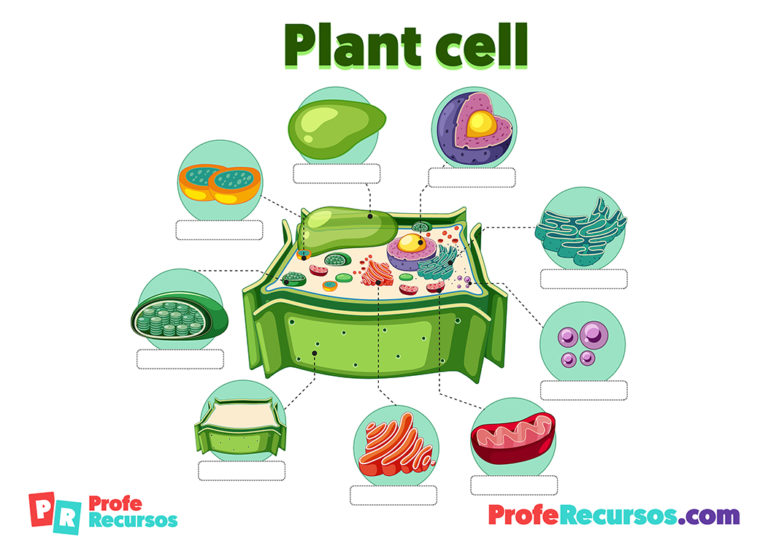 Animal cell and plant cell | Science Teacher Resources