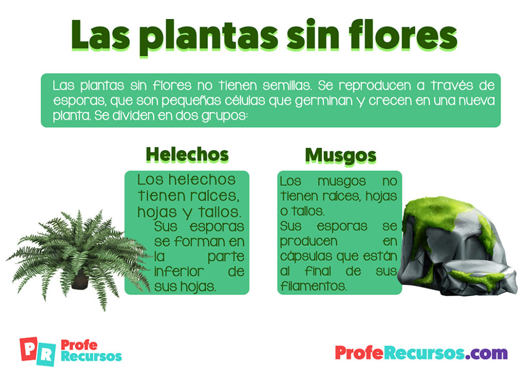 La clasificación de las plantas | Ciencias Naturales