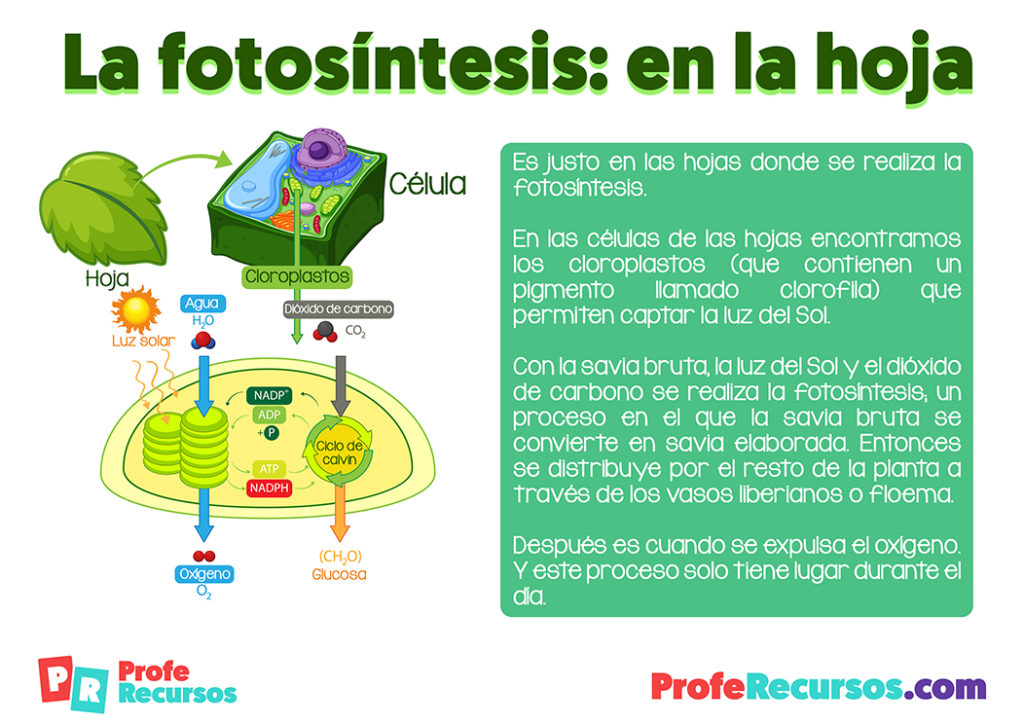 La fotosíntesis de las plantas | Ciencias Naturales | Primaria