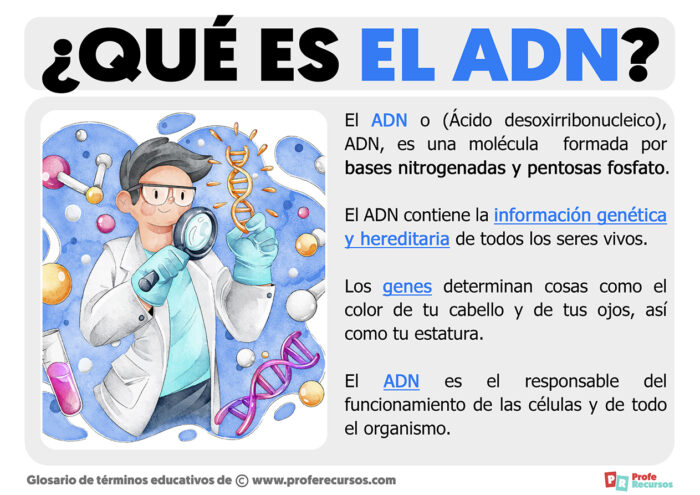 Qué es el ADN